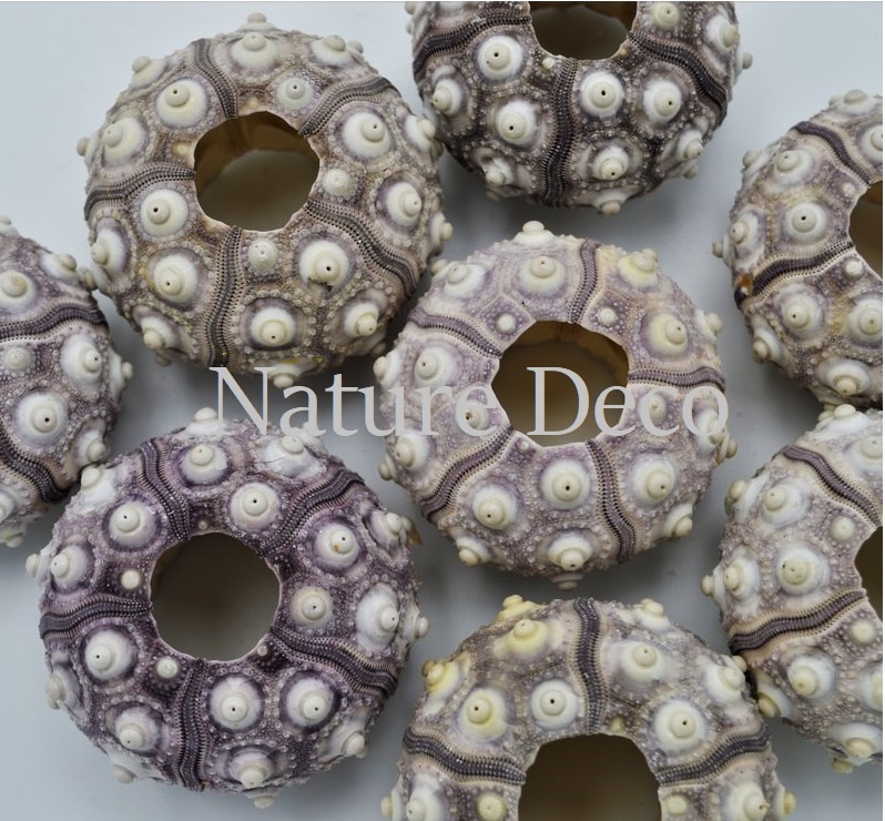 Zee-egel paars - Nature Deco