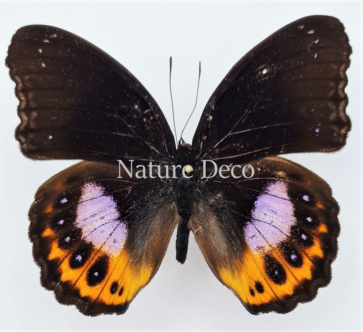 Ongeprepareerde Hypolimnas Pandarus - Nature Deco