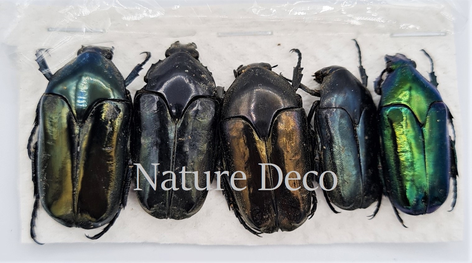 Unmounted Cetoniidae sp 1 - Nature Deco