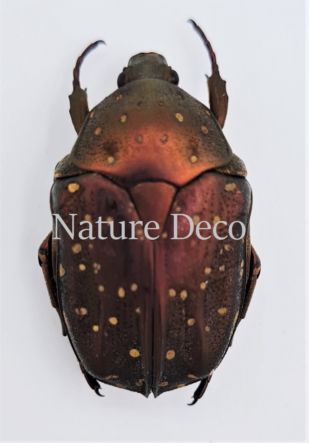 Unmounted Cetoniidae sp 2 - Nature Deco