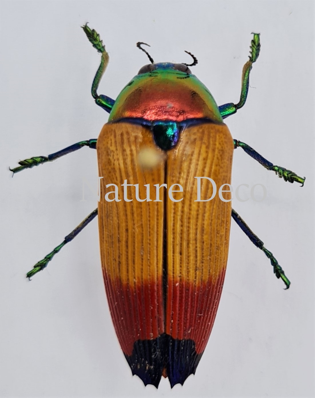 Unmounted Metaxymorpha Apicalis - Nature Deco