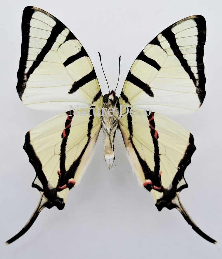 Unmounted Graphium Agetes - Nature Deco