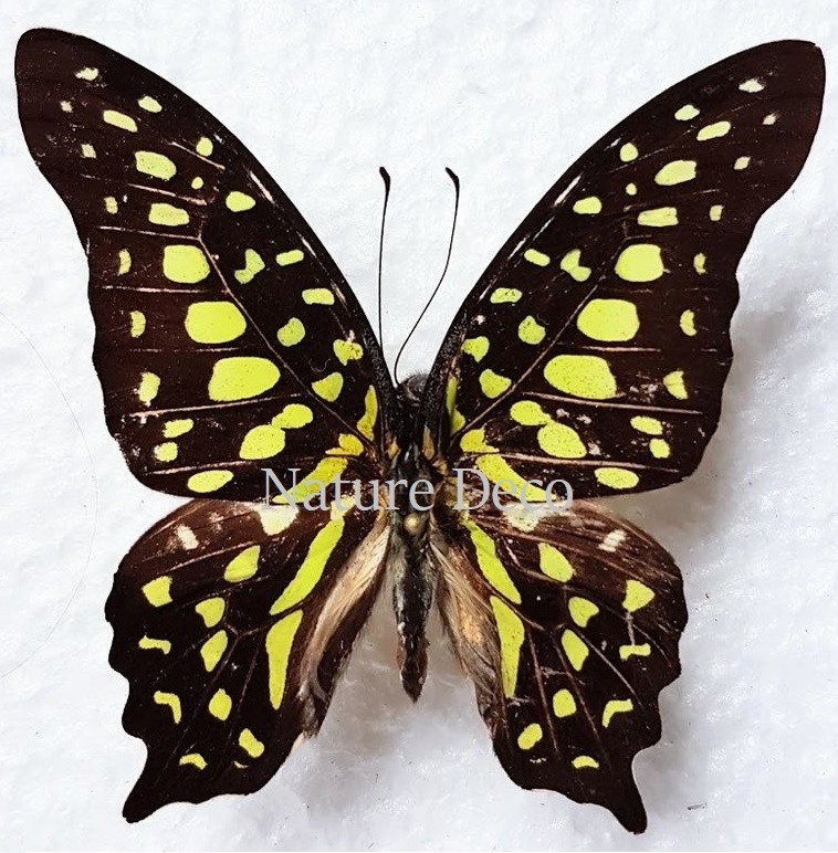 Unmounted Graphium Agamemnon - Nature Deco