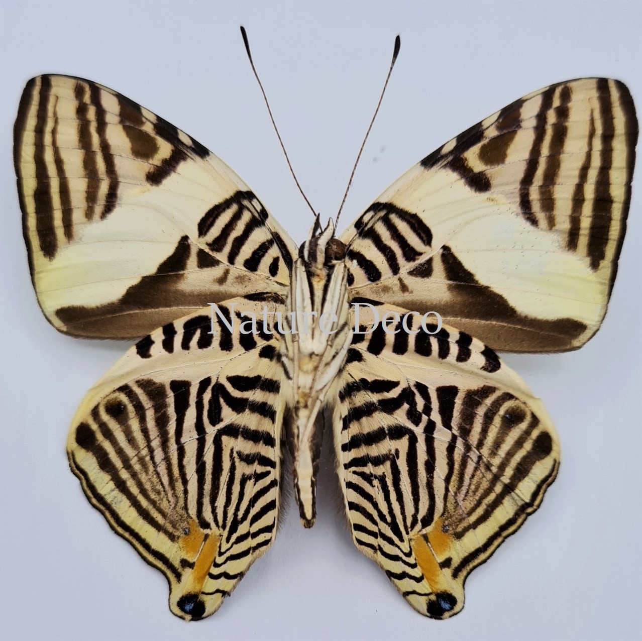 Ongeprepareerde Colobura Dirce - Nature Deco