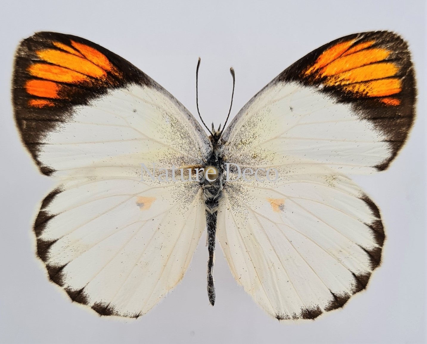 Ongeprepareerde Colotis Euippe - Nature Deco