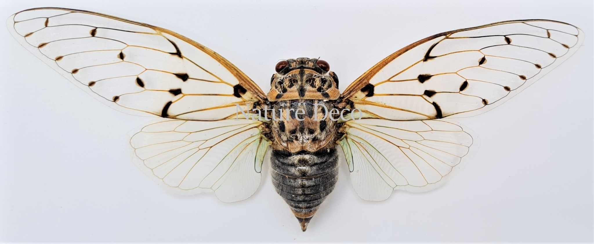 (Un)mounted Ayuthia Spectabile (Ghost cicada) - Nature Deco