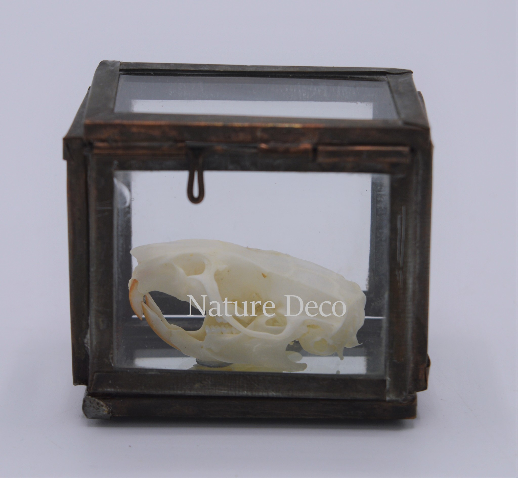 Rat Schedel in box - Nature Deco