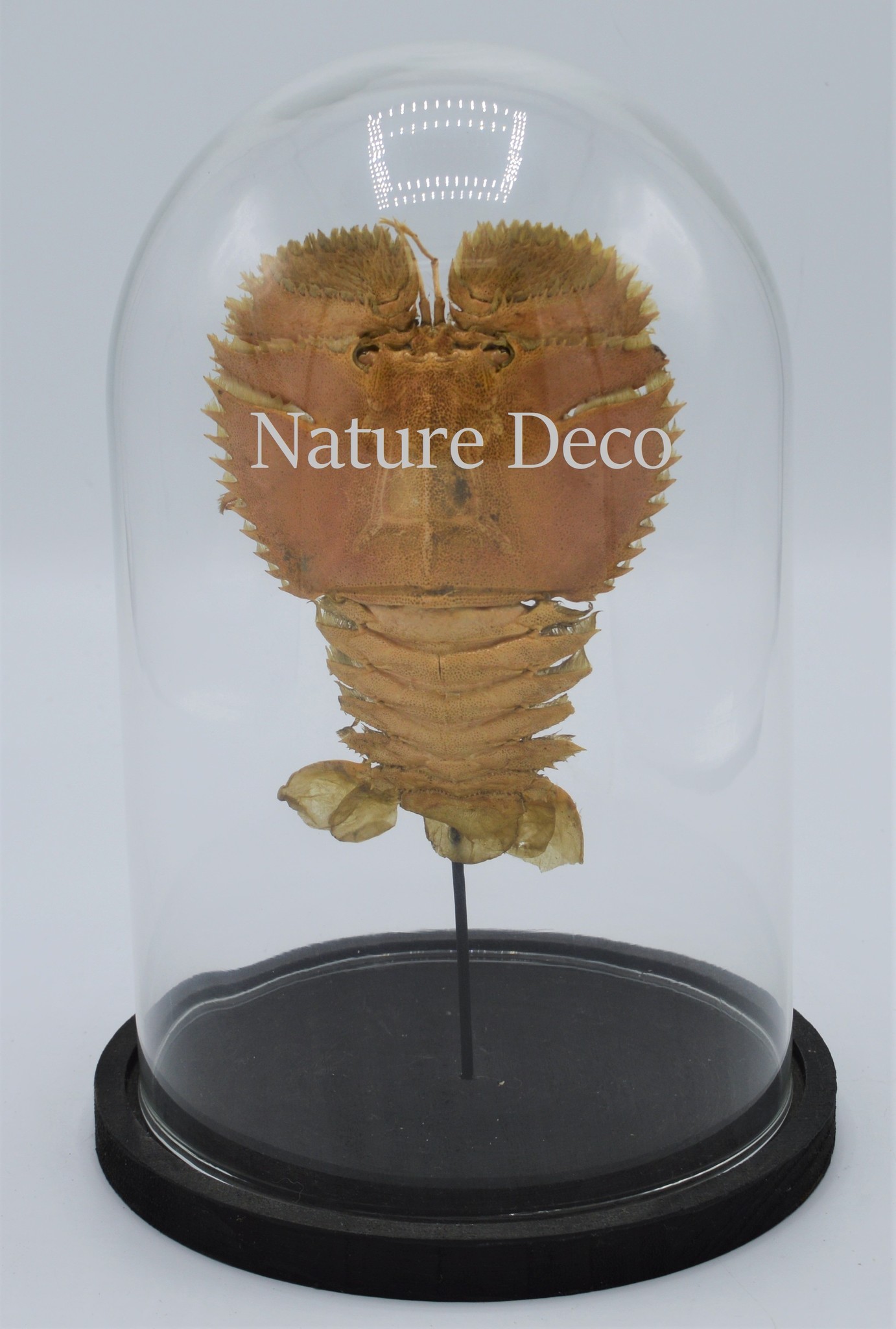 Kreeft Ibacus Ciliatus in glass dome 24 cm - Nature Deco
