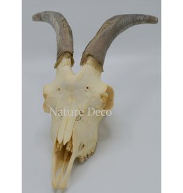 Bestel hier uw schedels & skeletten - Nature Deco