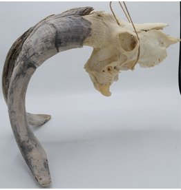 Bestel hier uw schedels & skeletten - Nature Deco