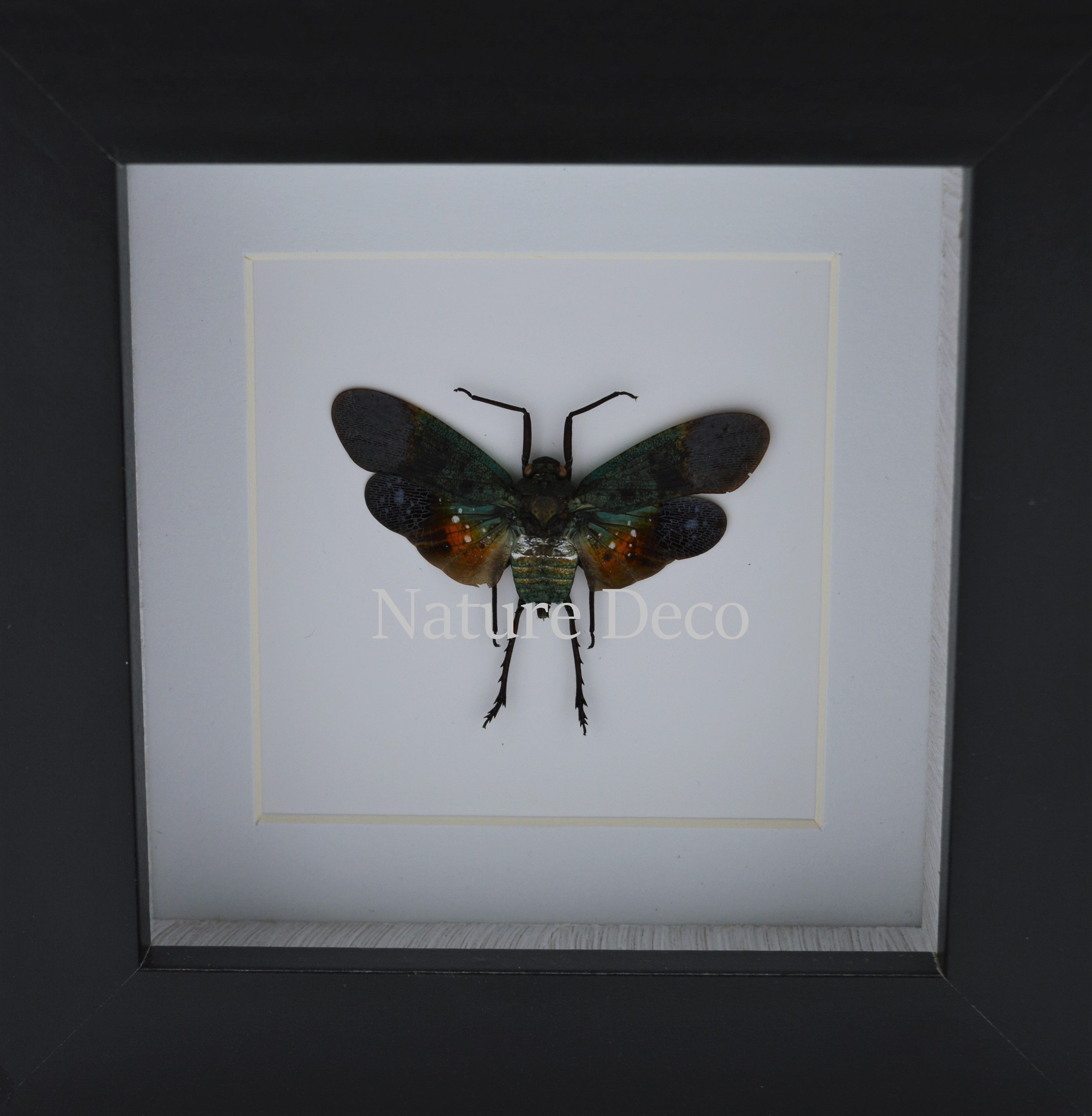 Penthicodes farinosa peleng in luxury 3D frame - Nature Deco