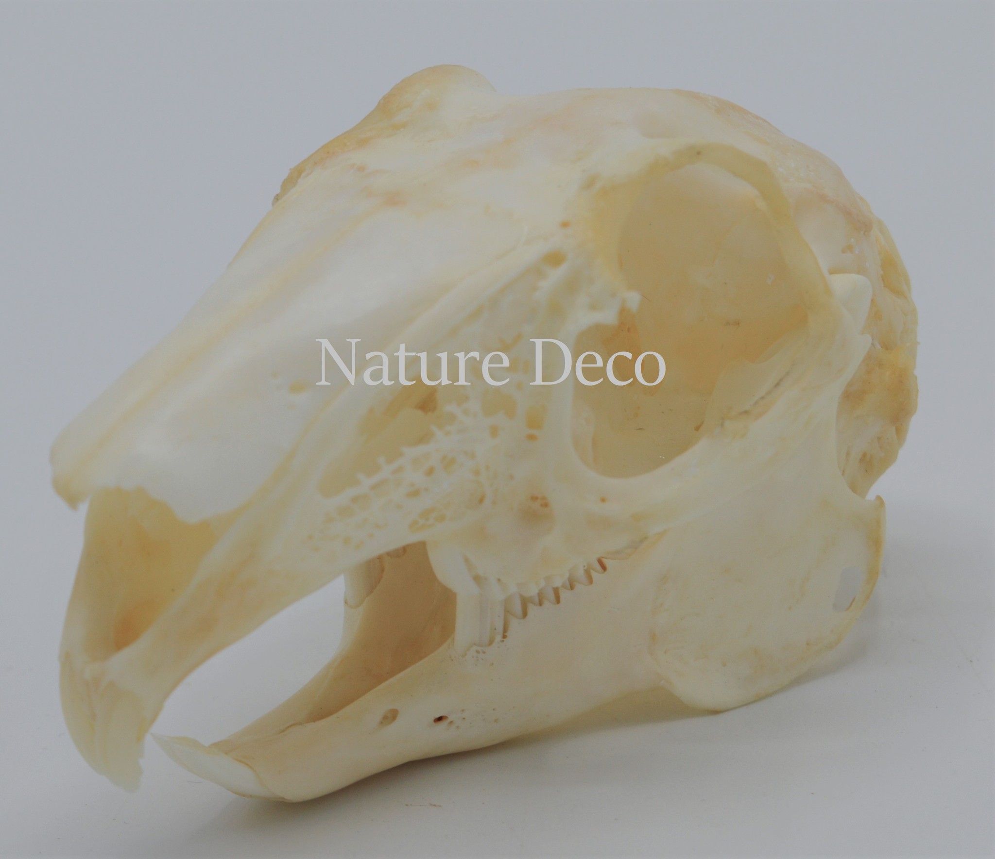 Haas Schedel - Nature Deco