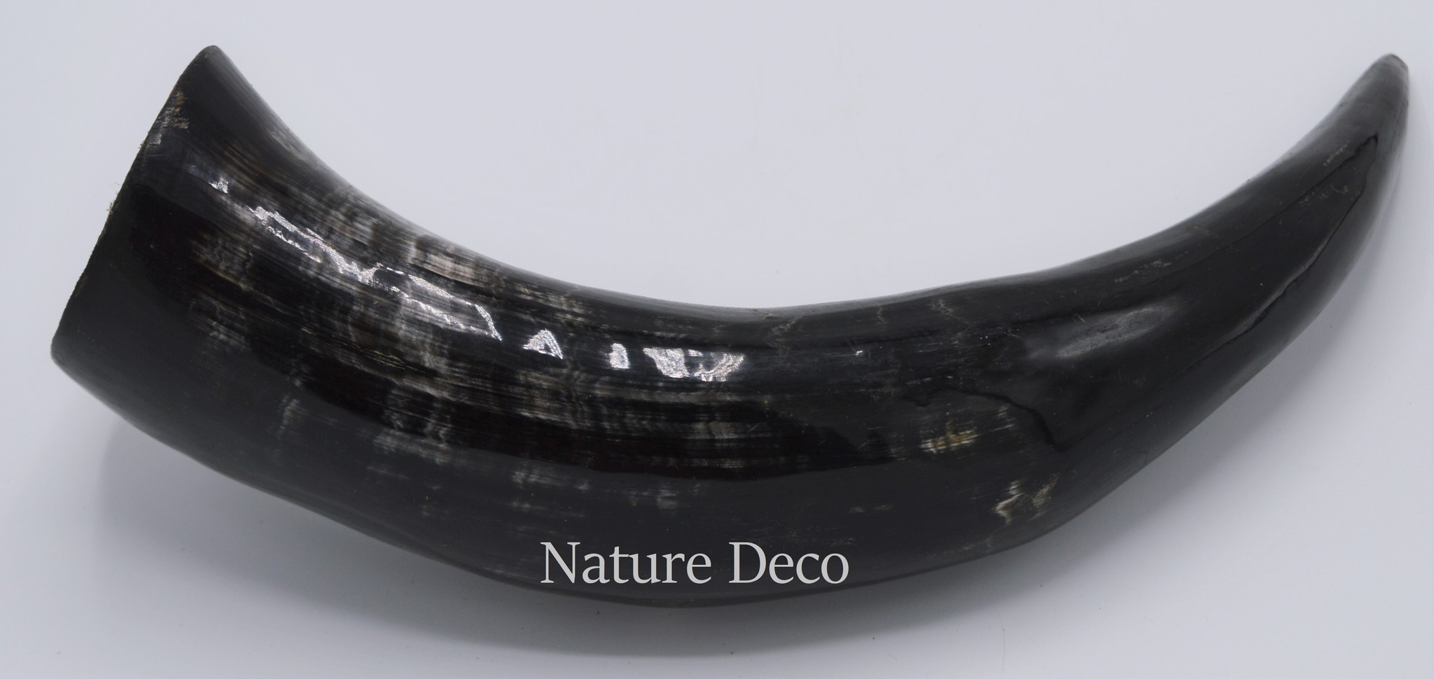 Polished Cow Horn ca 30cm - Nature Deco