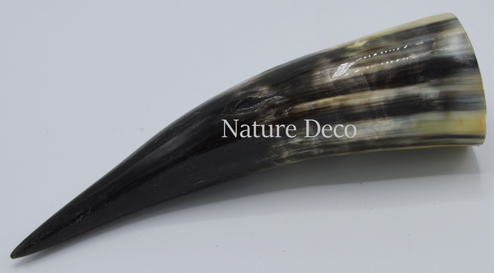Polished Cow Horn ca 30cm - Nature Deco