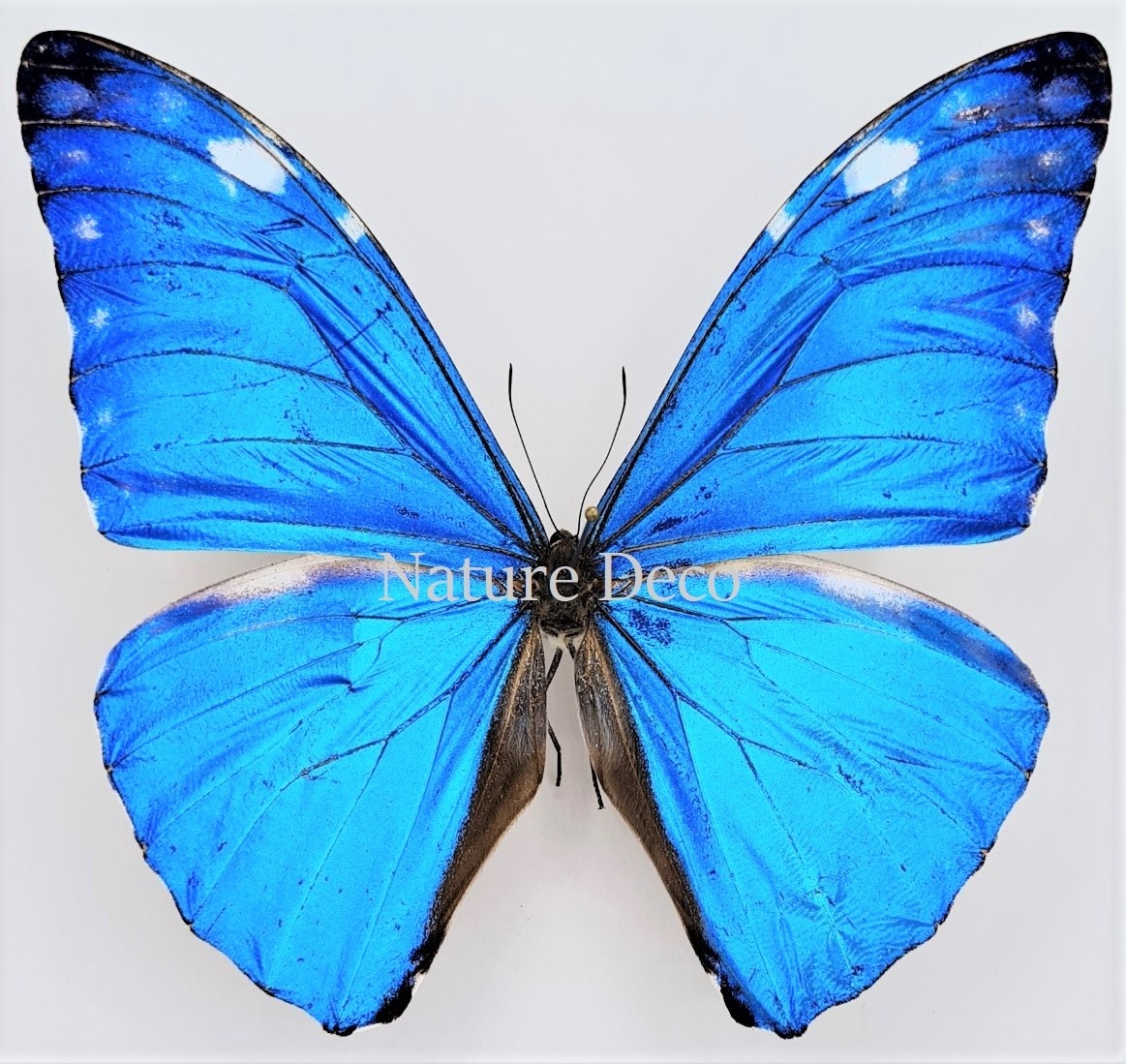 Morpho Adonis Adonis Blue Morpho (Forewings) – Atlas