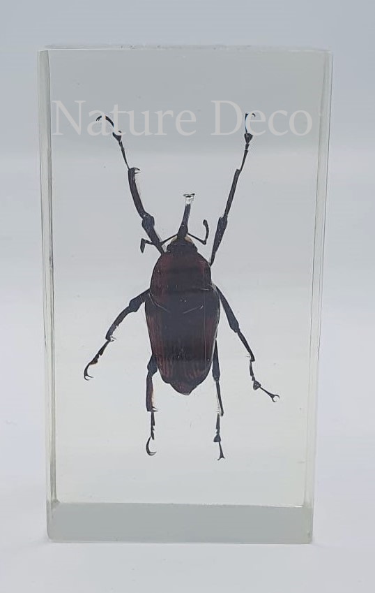 Insect in resin #26 7 x 4cm - Nature Deco