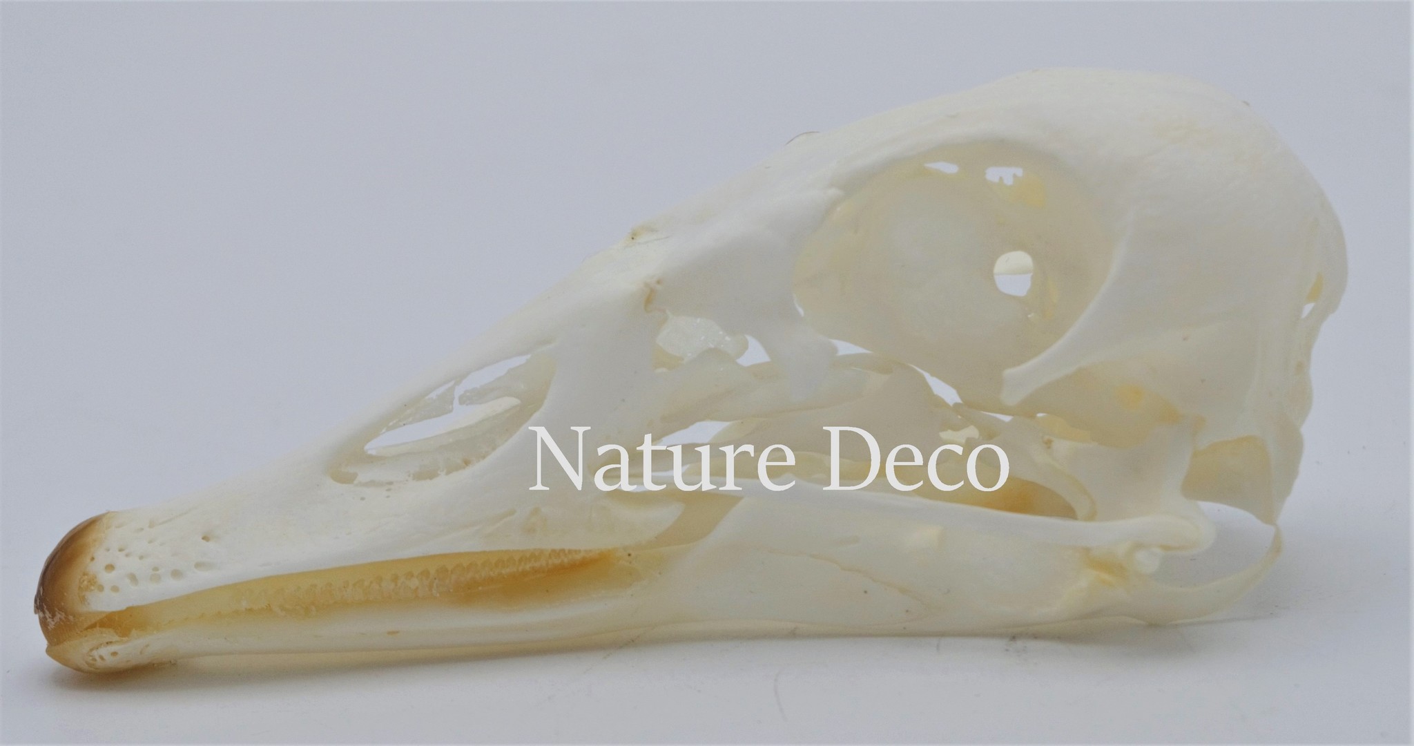 Canadian goose skull - Nature Deco