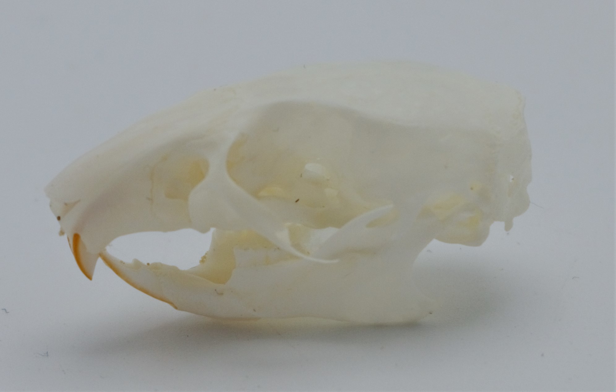 Natal multimammate mouse skull (Mastomys natalensis) - Nature Deco