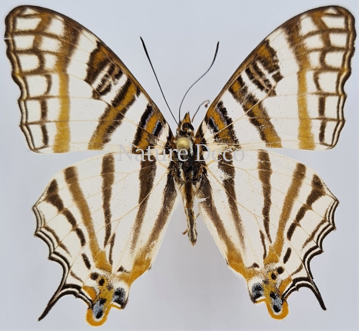 Ongeprepareerde Cyrestis Camillus - Nature Deco