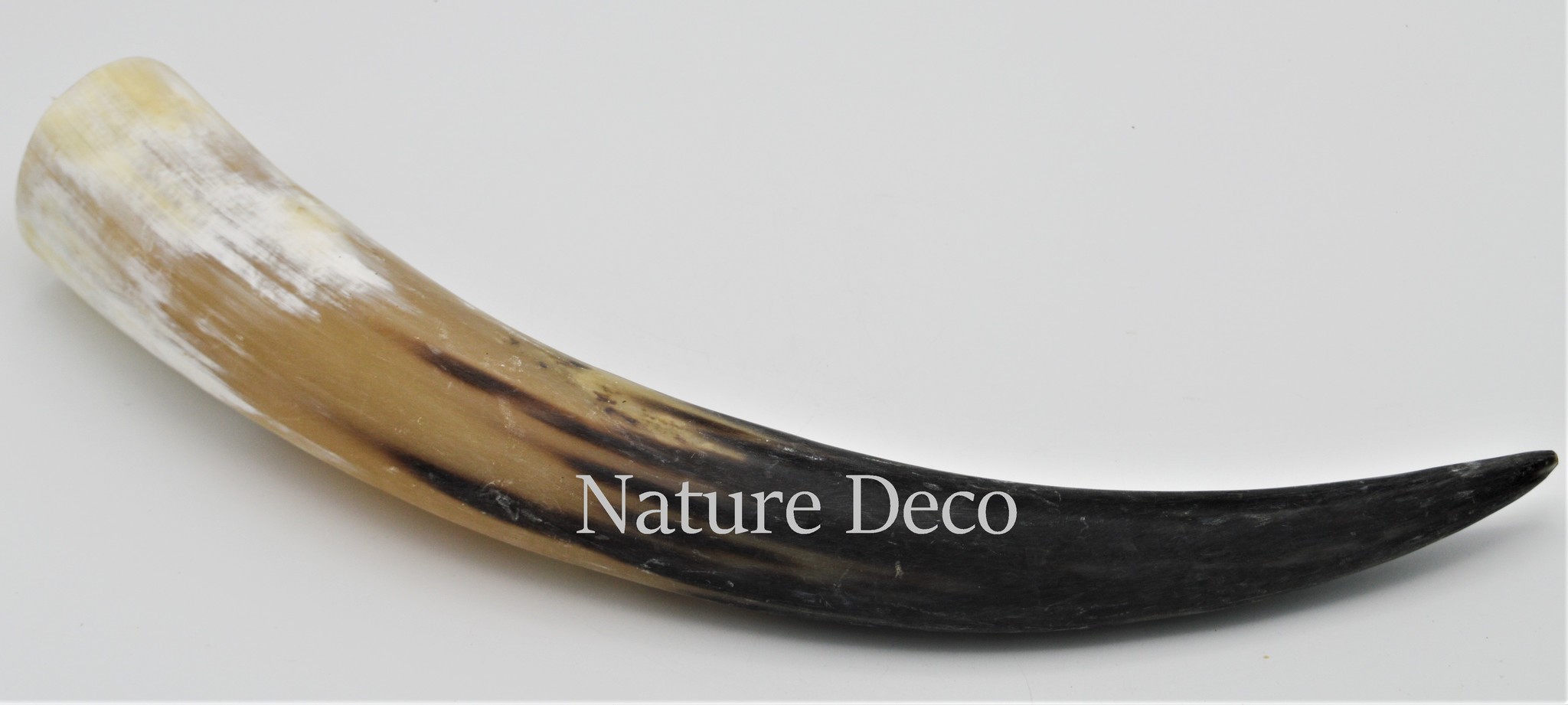 Cowhorn xl polished 50-60cm multicolor - Nature Deco