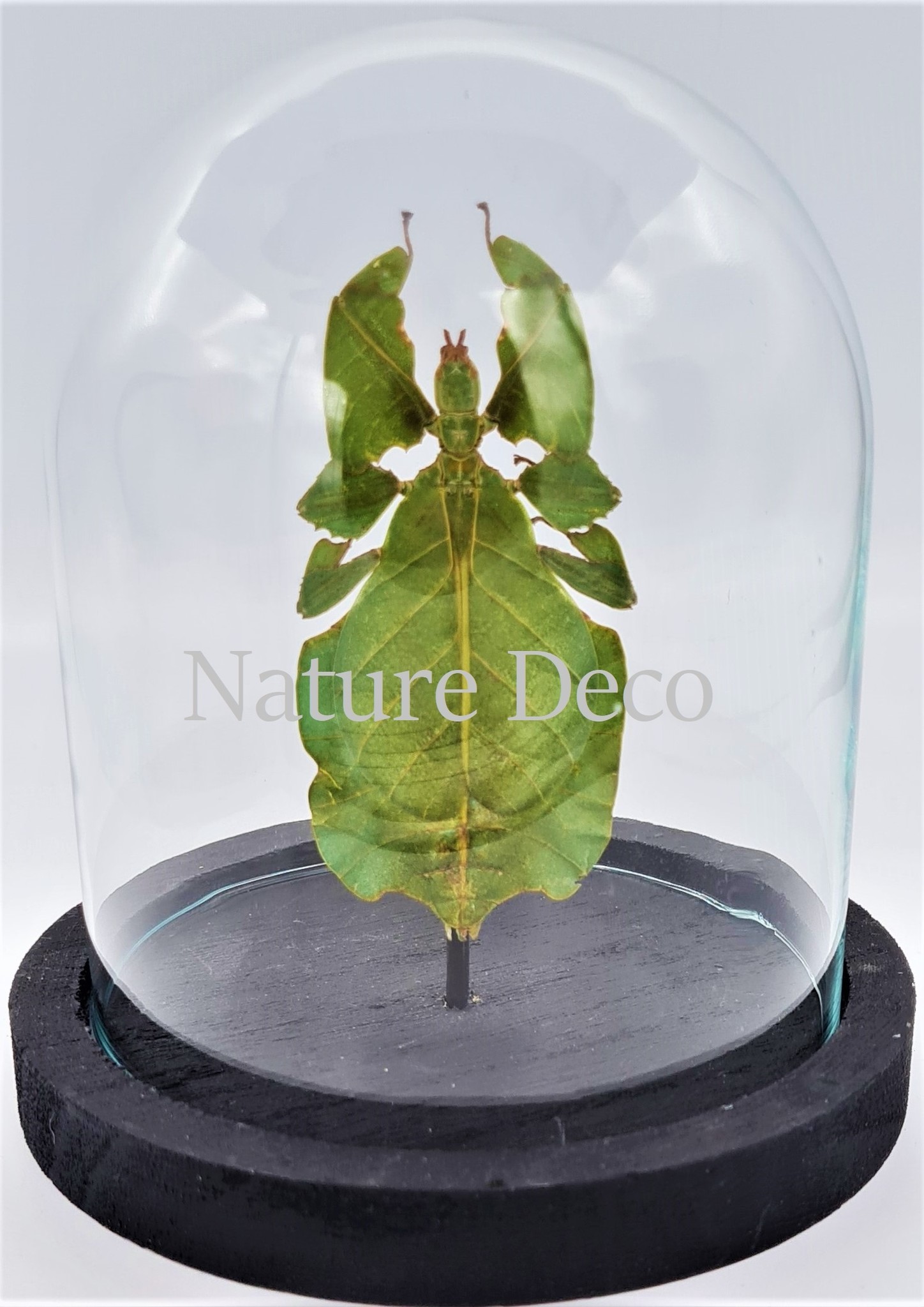 Walking leaf in glass dome 13 x 12cm - Nature Deco
