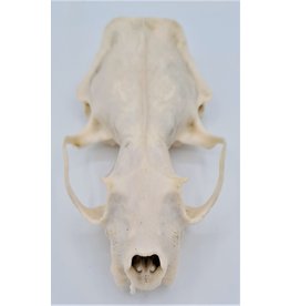 Bestel hier uw schedels & skeletten - Nature Deco