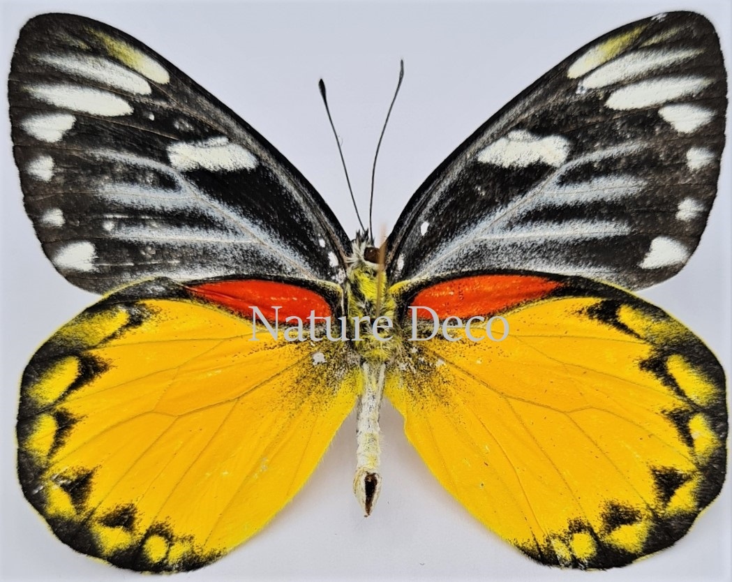 Unmounted Delias Descombesi - Nature Deco