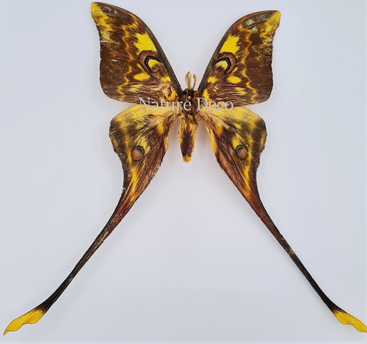 Unmounted Actias Isis - Nature Deco