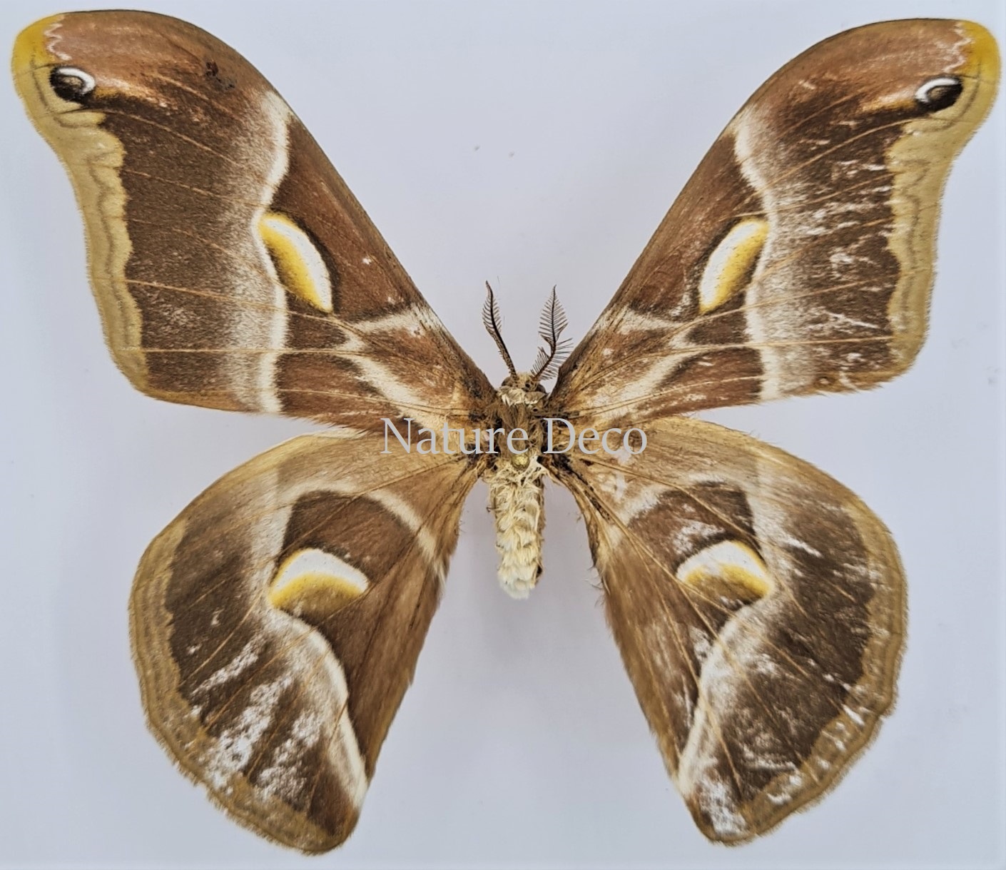 Unmounted Samia Insularis - Nature Deco