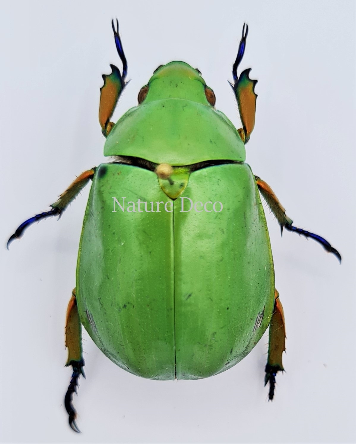 Unmounted Plusiotis Adolphi - Nature Deco