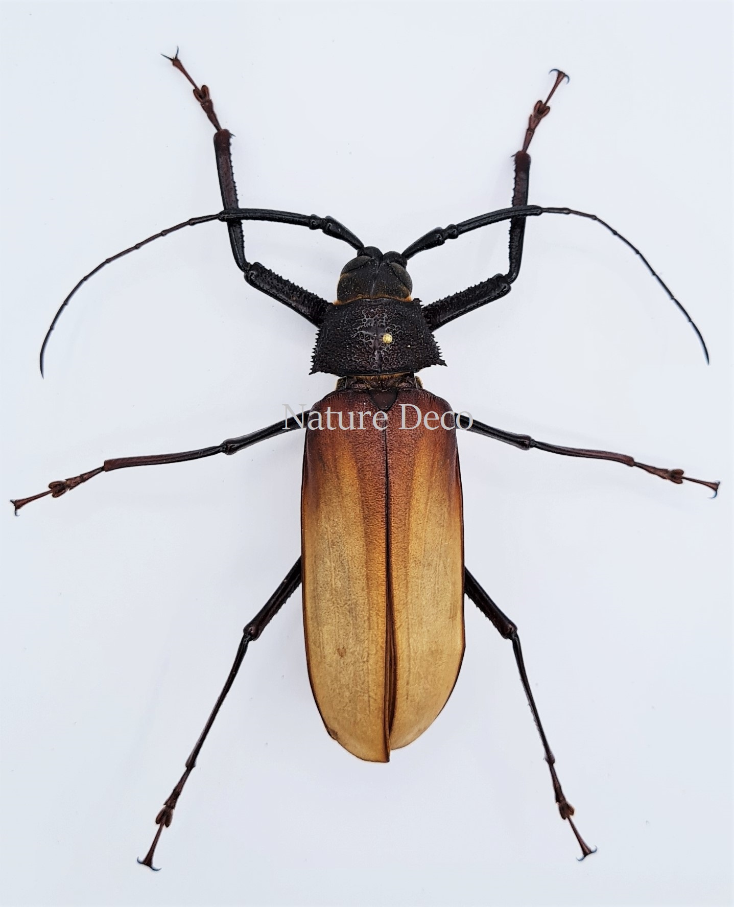 Ongeprepareerde Callipogon Armillatus - Nature Deco