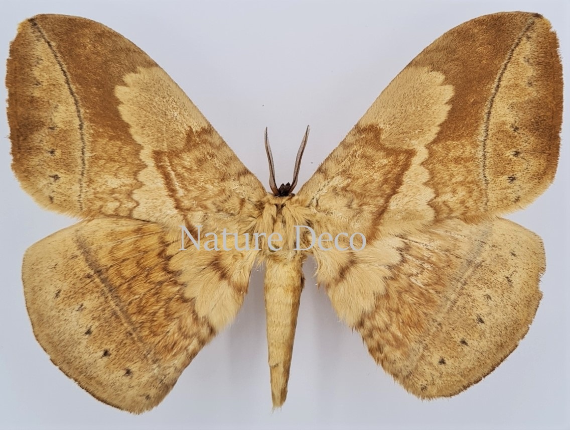 Ongeprepareerde Eupterote sp. - Nature Deco
