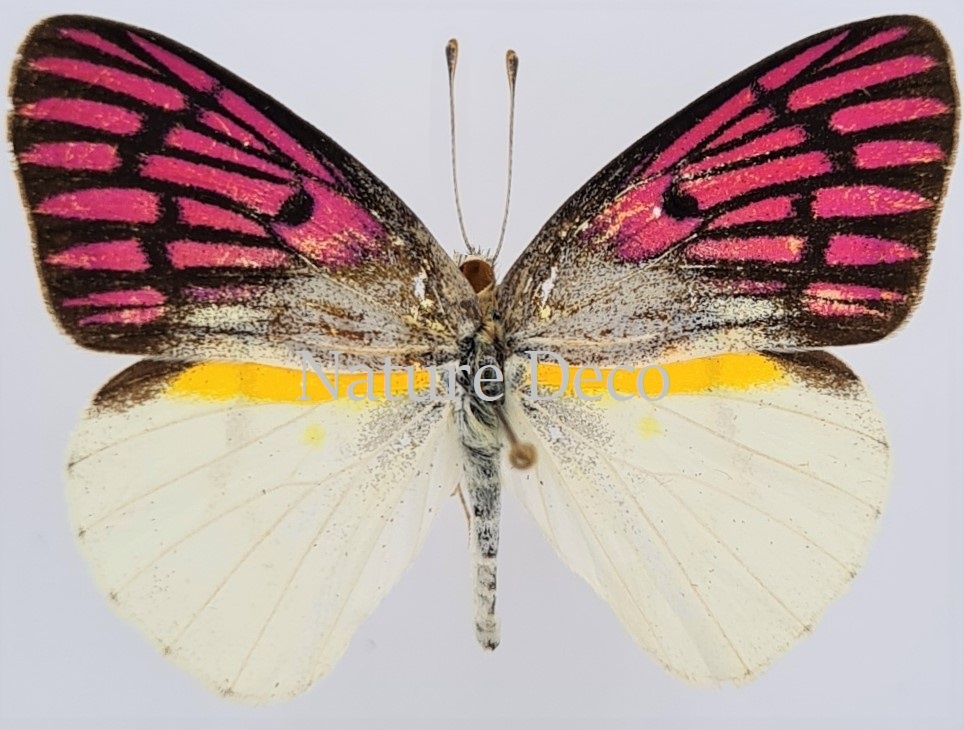 Ongeprepareerde Colotis Zoe - Nature Deco
