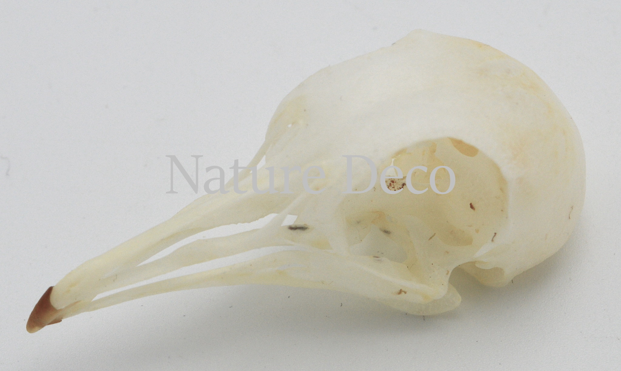 Pigeon skull (Columbidae) - Nature Deco
