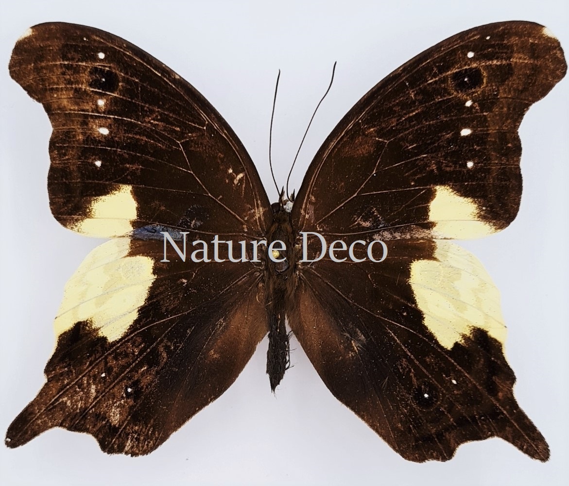 Unmounted / dried Neorina Lowii - Nature Deco