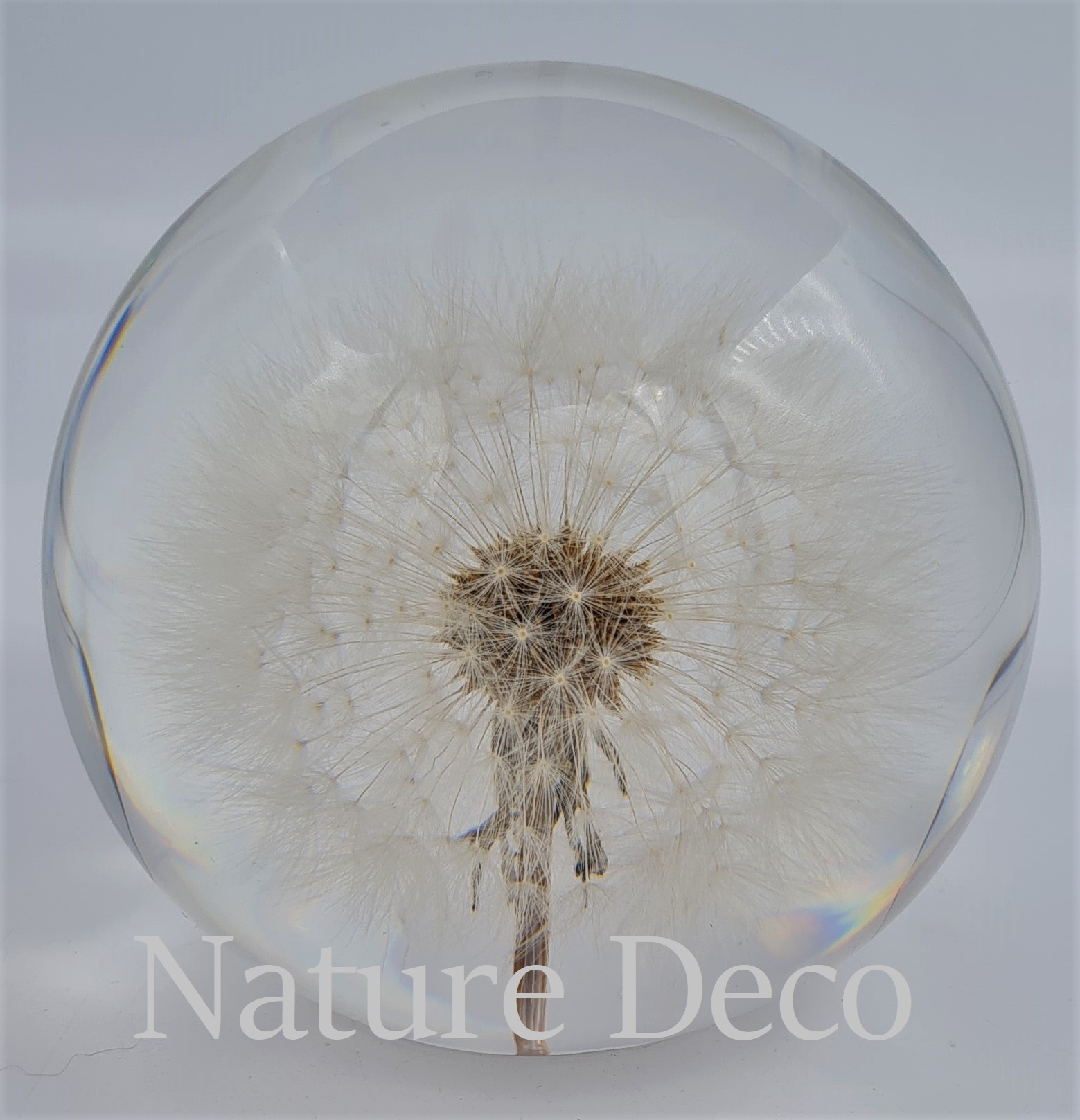 Dandelion in resin "globe" - Nature Deco