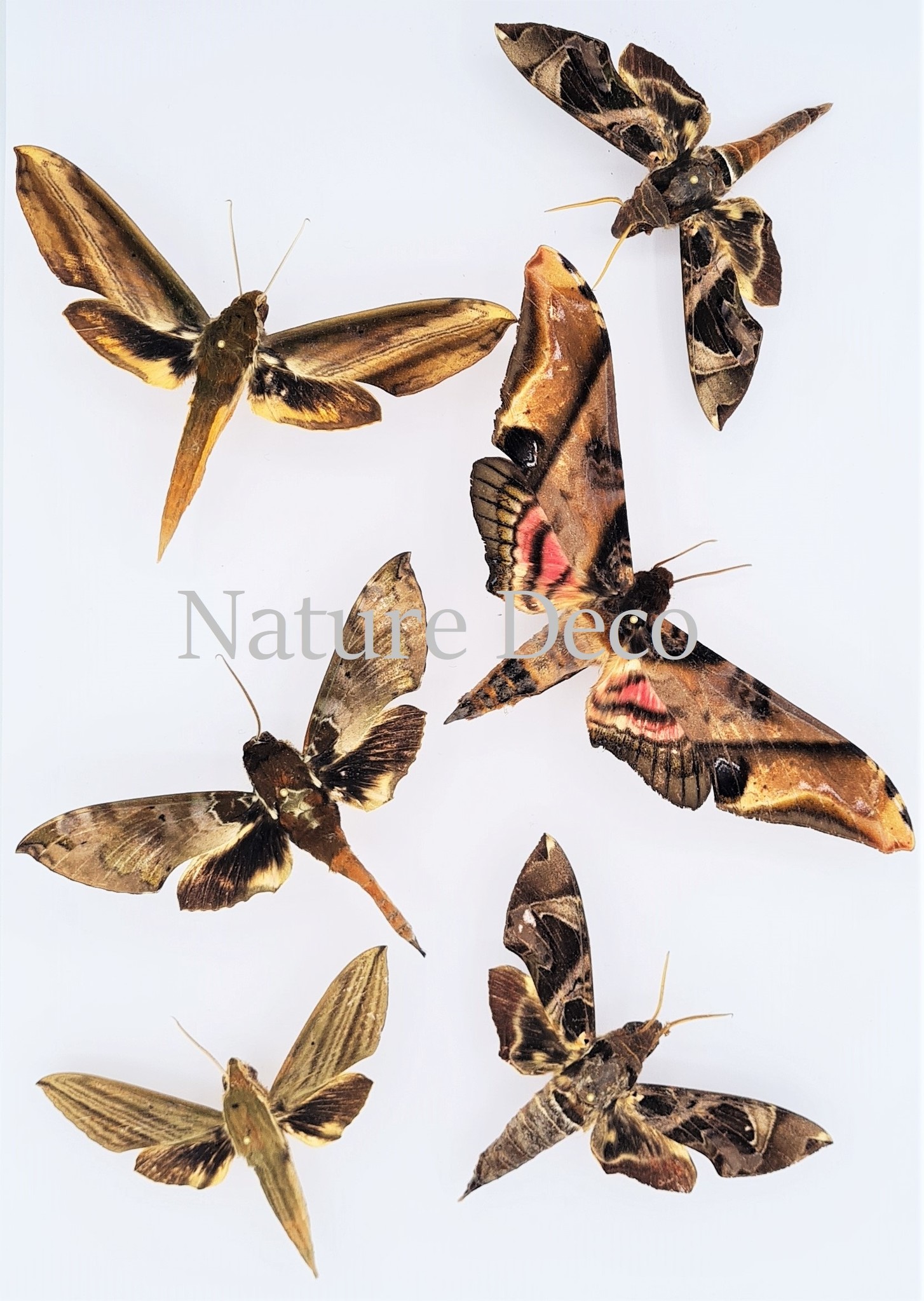 Ongeprepareerde motten mix 10 stuks - Nature Deco