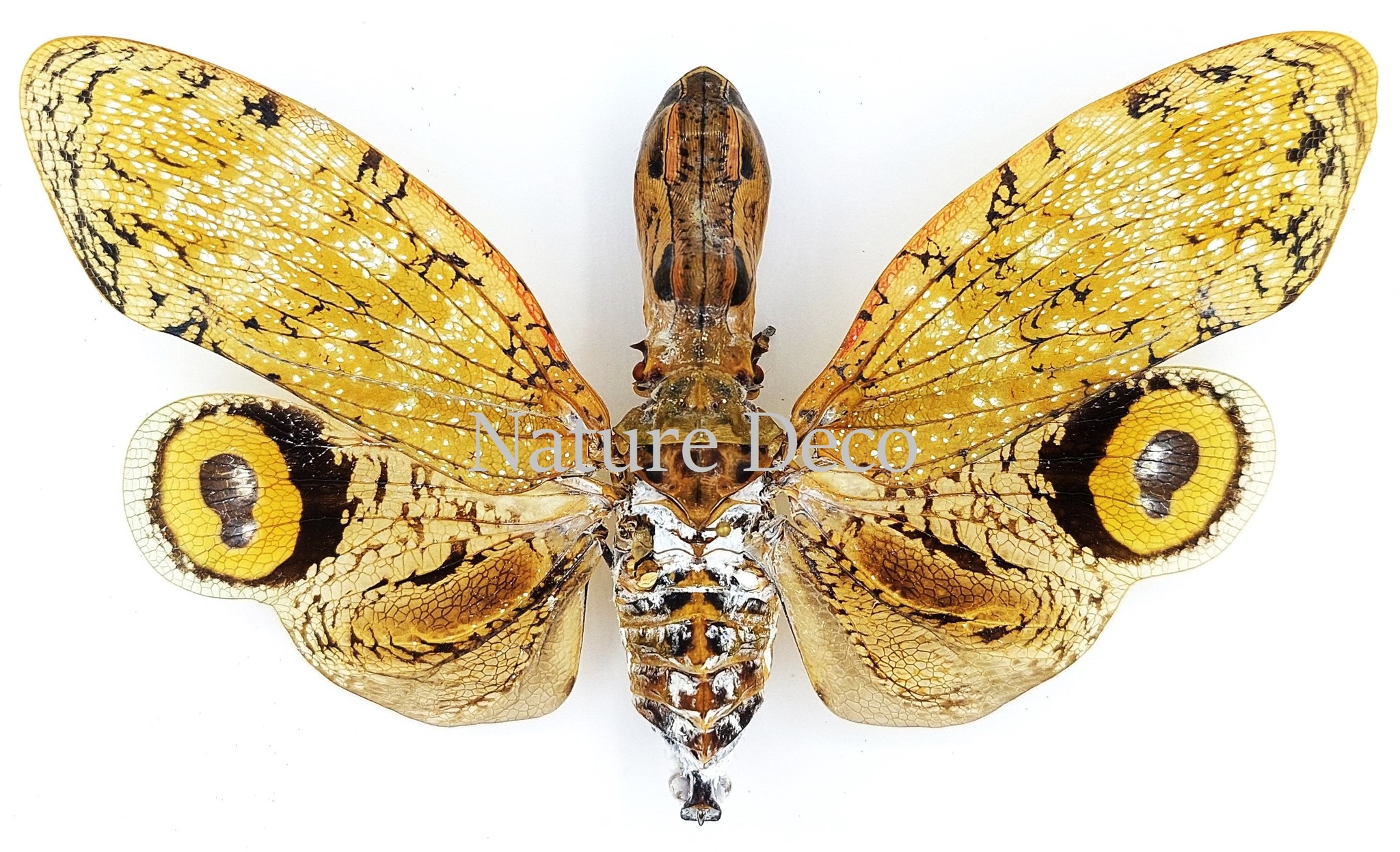 Ongeprepareerde Fulgora laternaria (Penut head insect) - Nature Deco