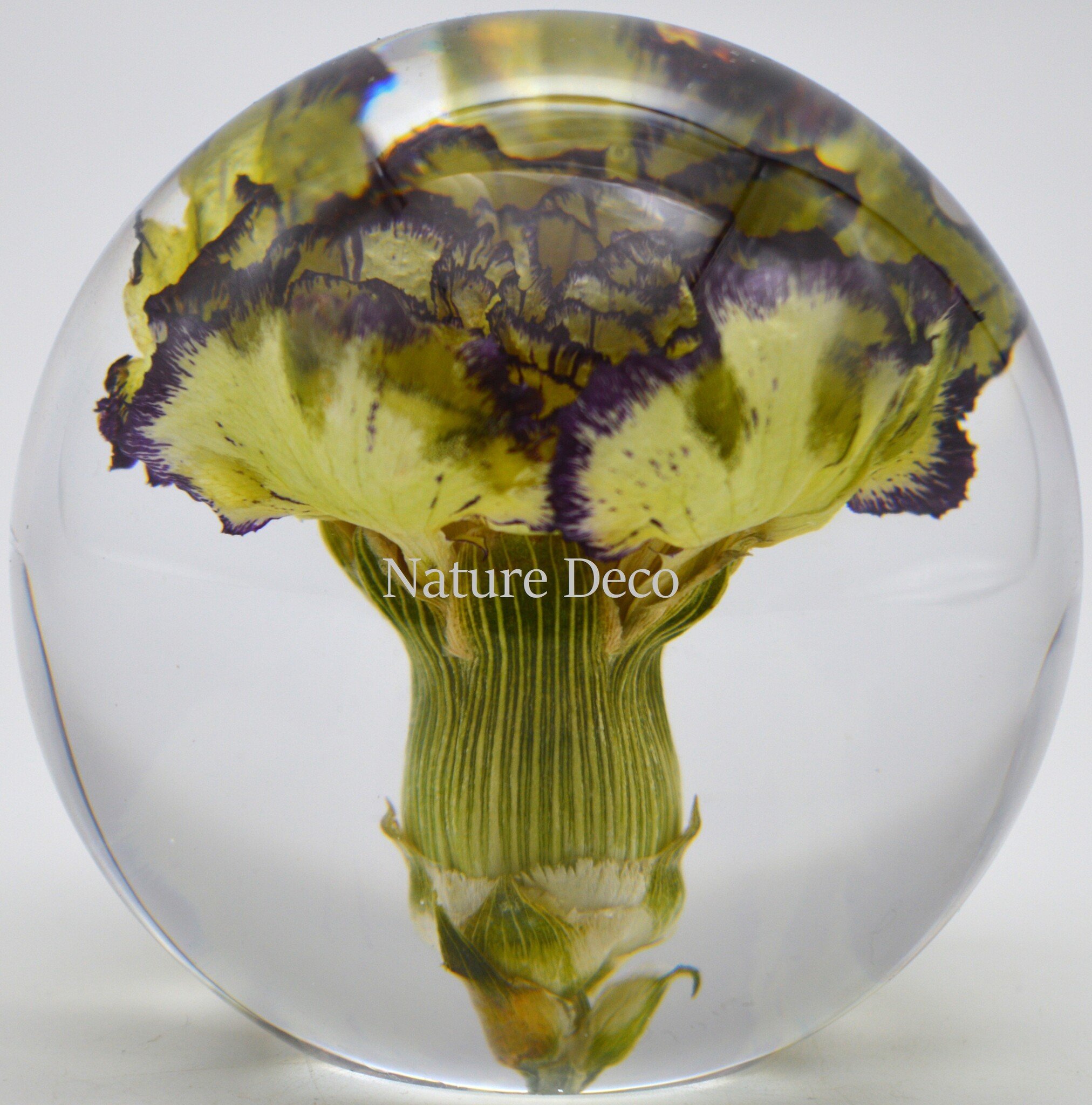 Anjer paars in hars "bol" - Nature Deco