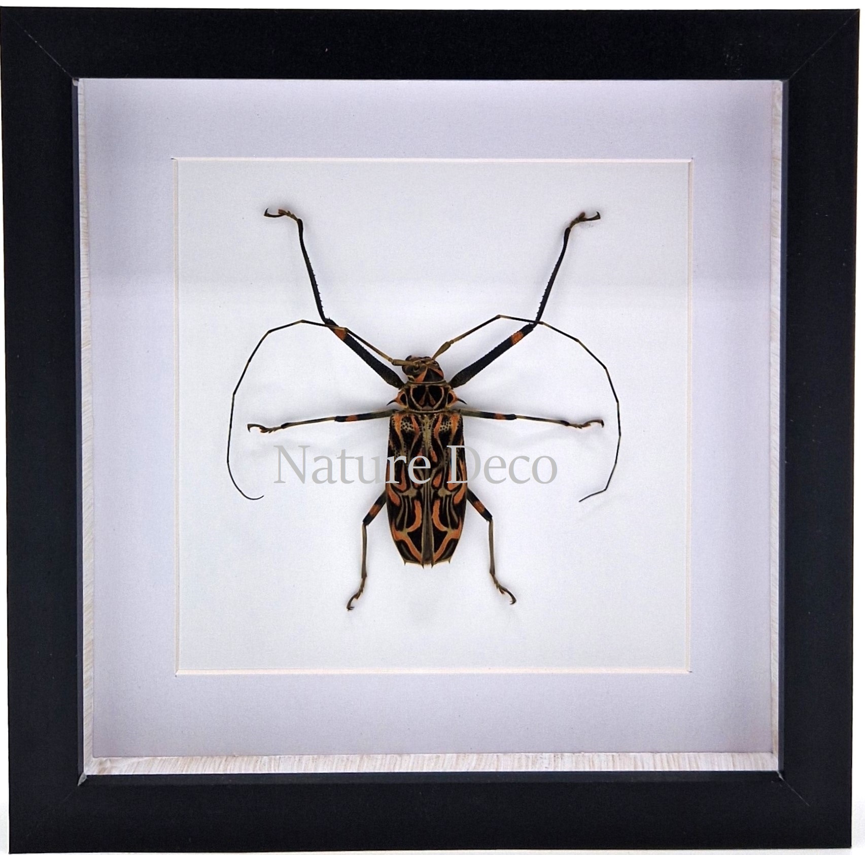 Acrocinus Longimanus (harlequin beetle) in luxury 3D frame 22 x 22cm ...