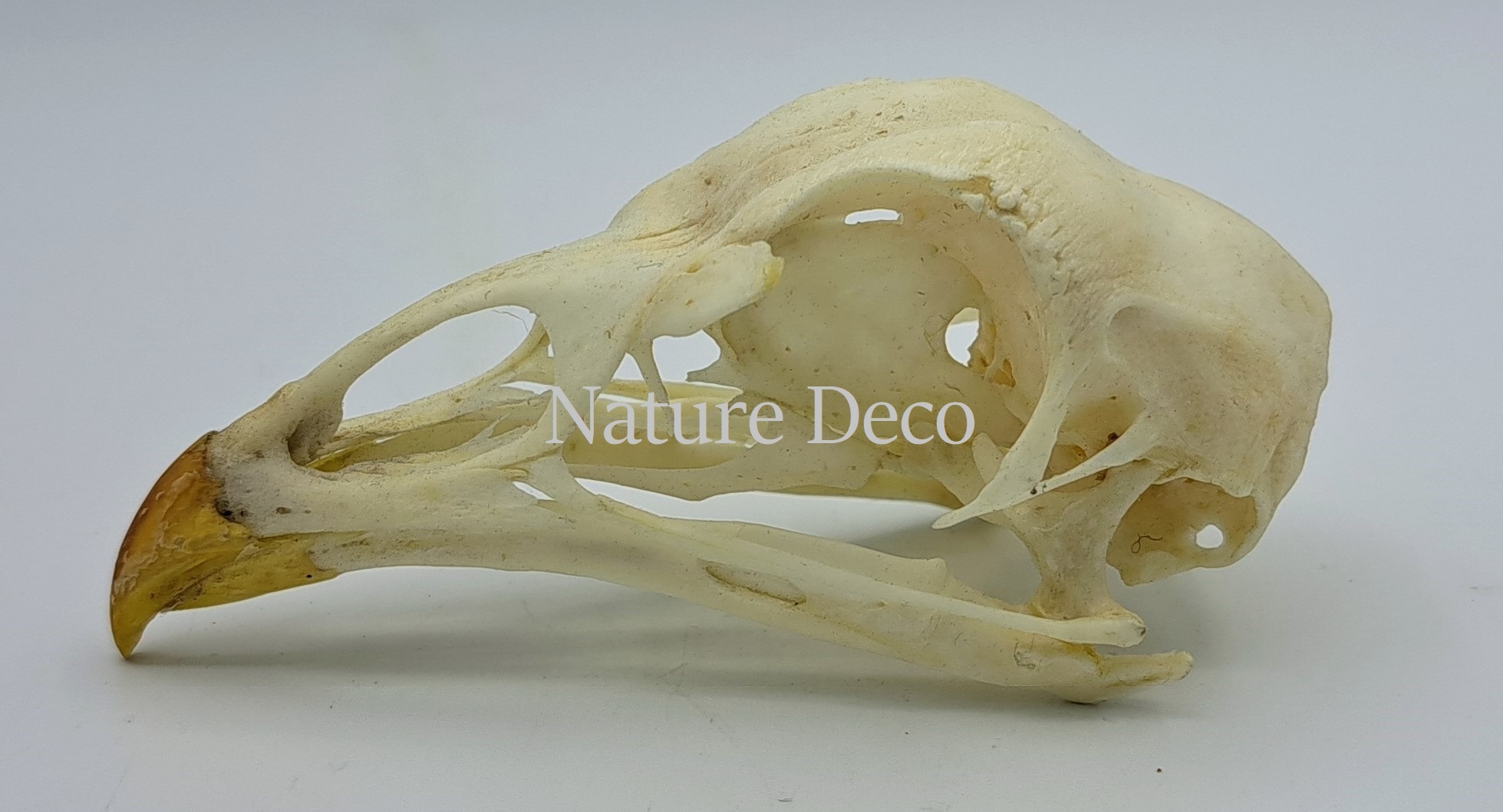 Fazant schedel (Phasianus colchicus) - Nature Deco