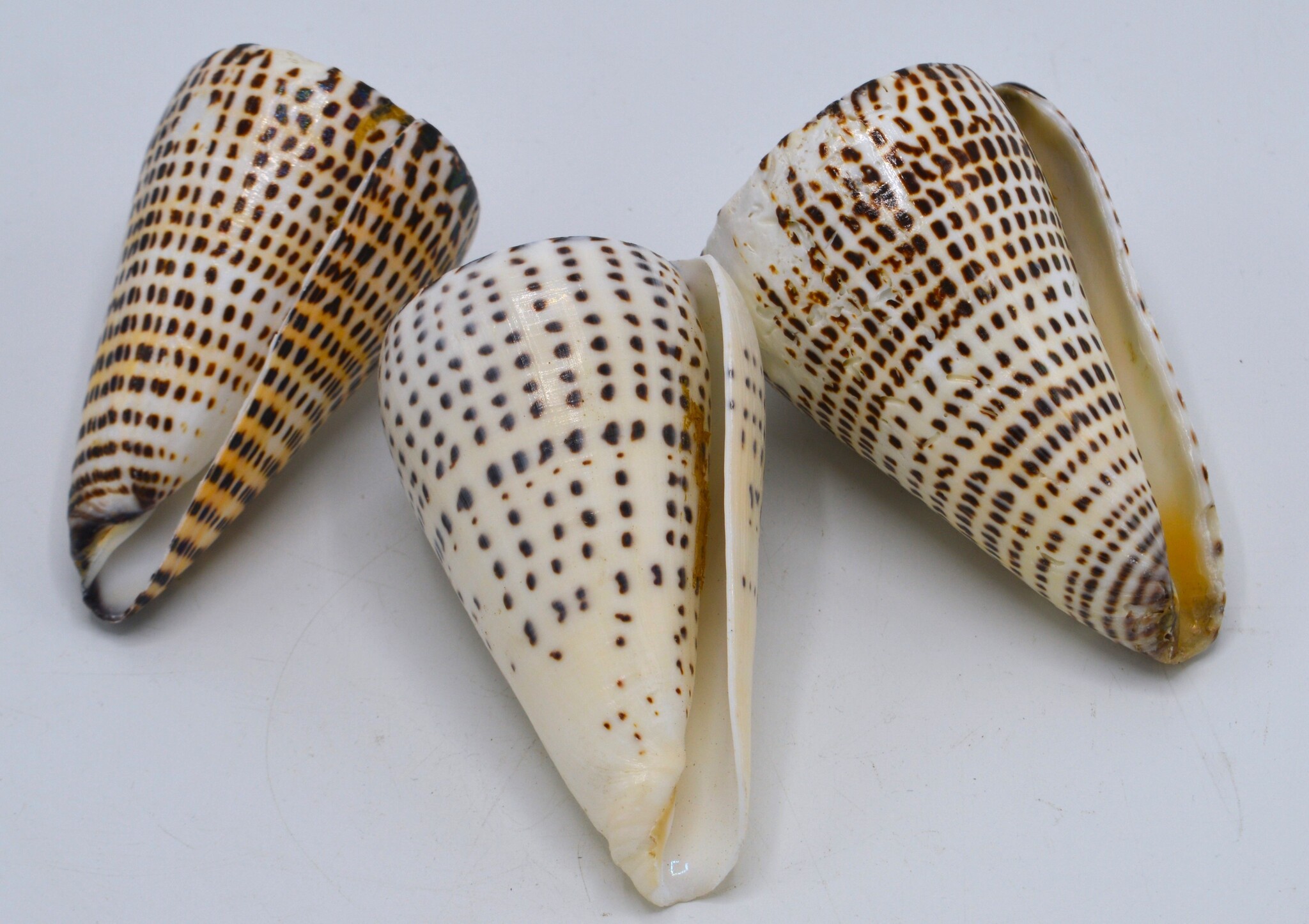 Shell Conus Leopardus - Nature Deco