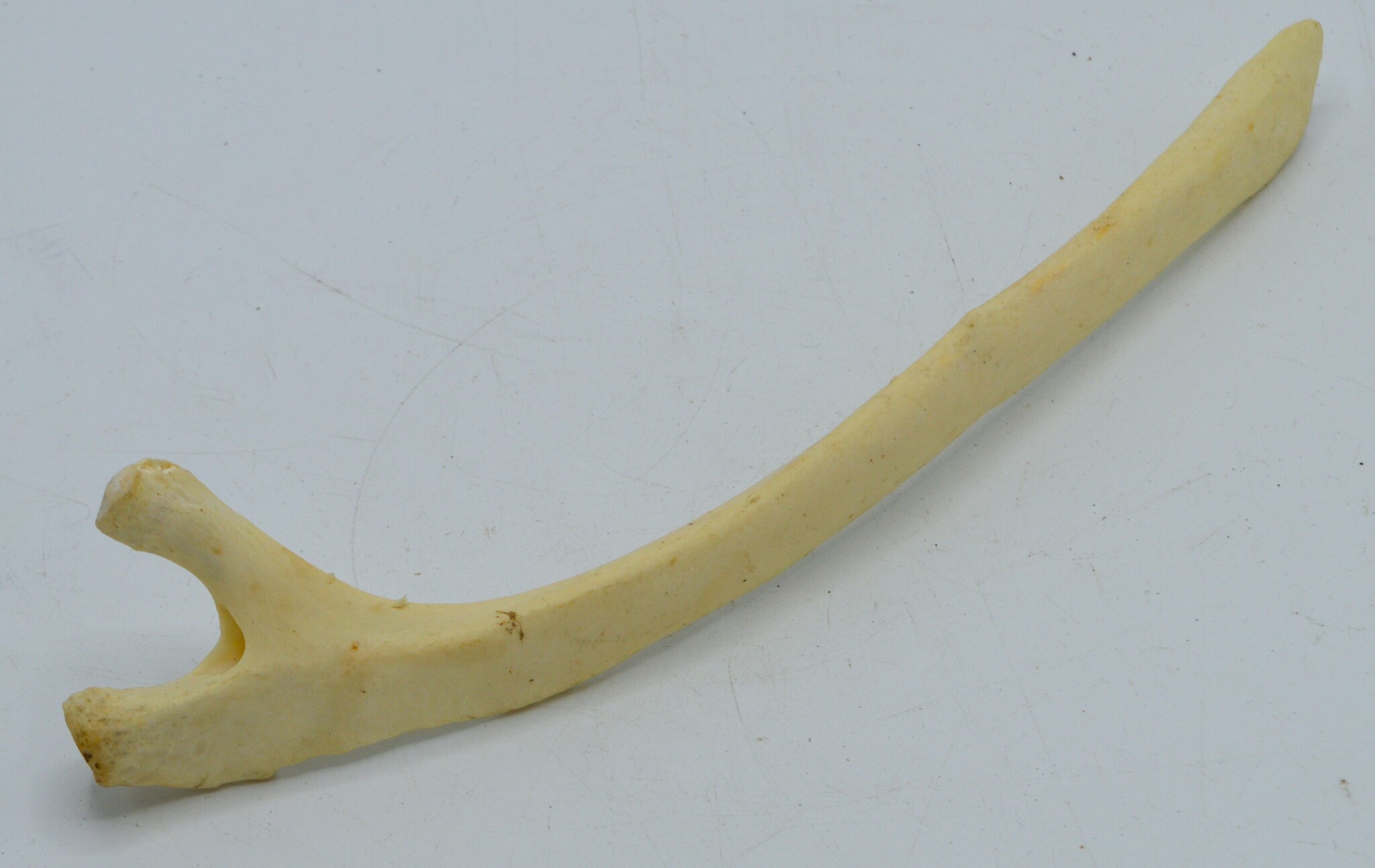 ostrich rib bone - Nature Deco
