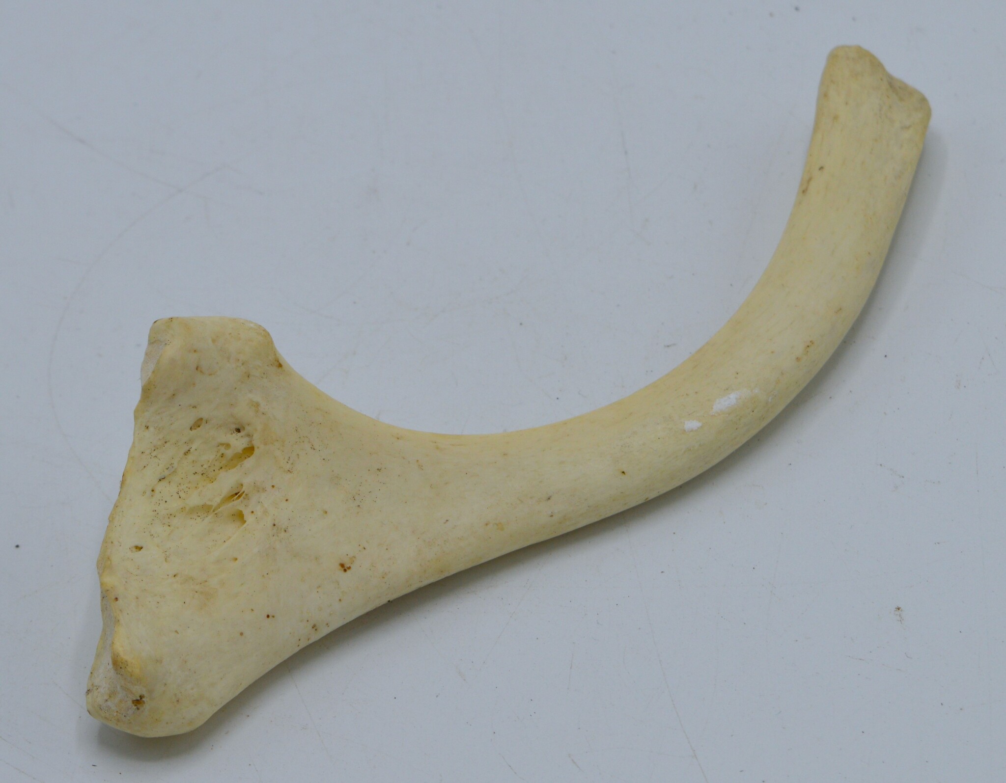 ostrich rib bone - Nature Deco