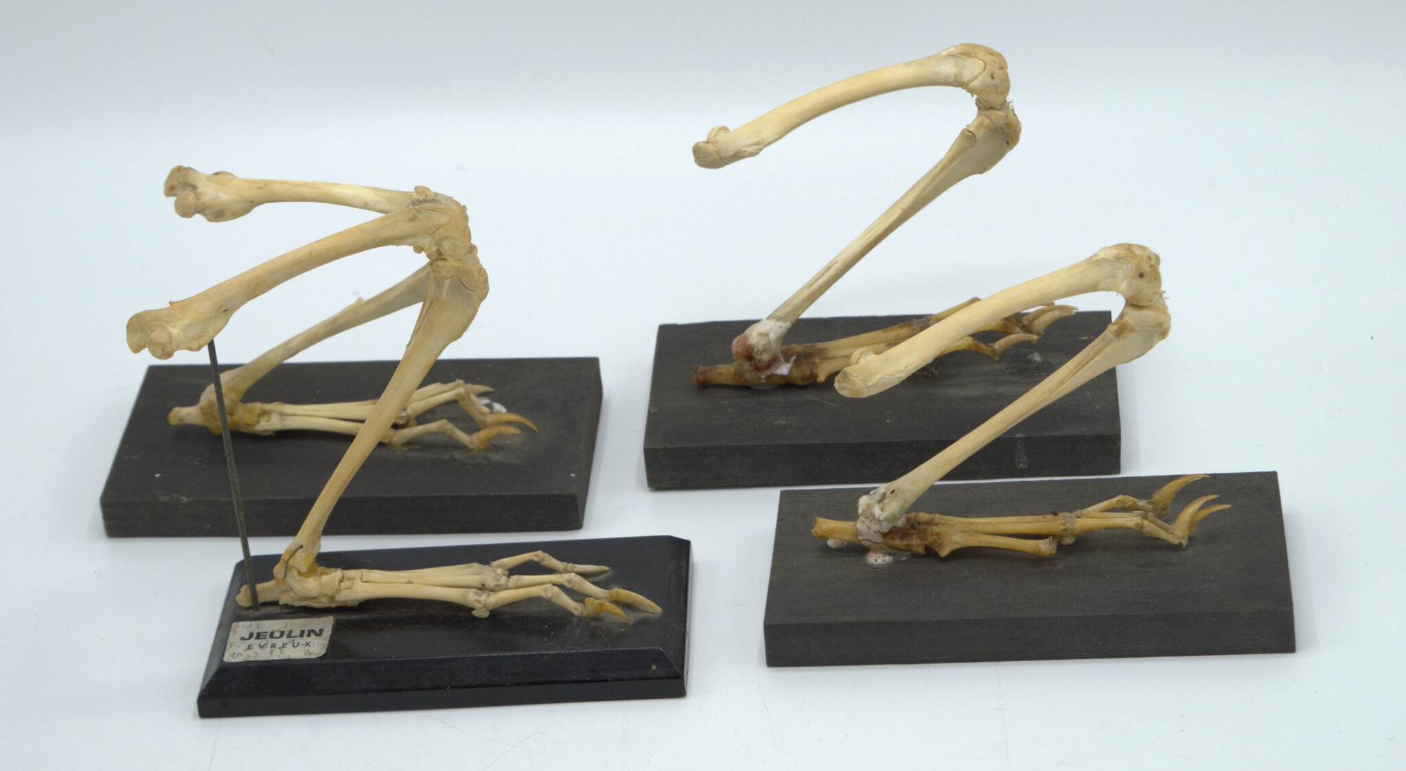 Antique Rabbit Paw skeleton Gerka - Nature Deco