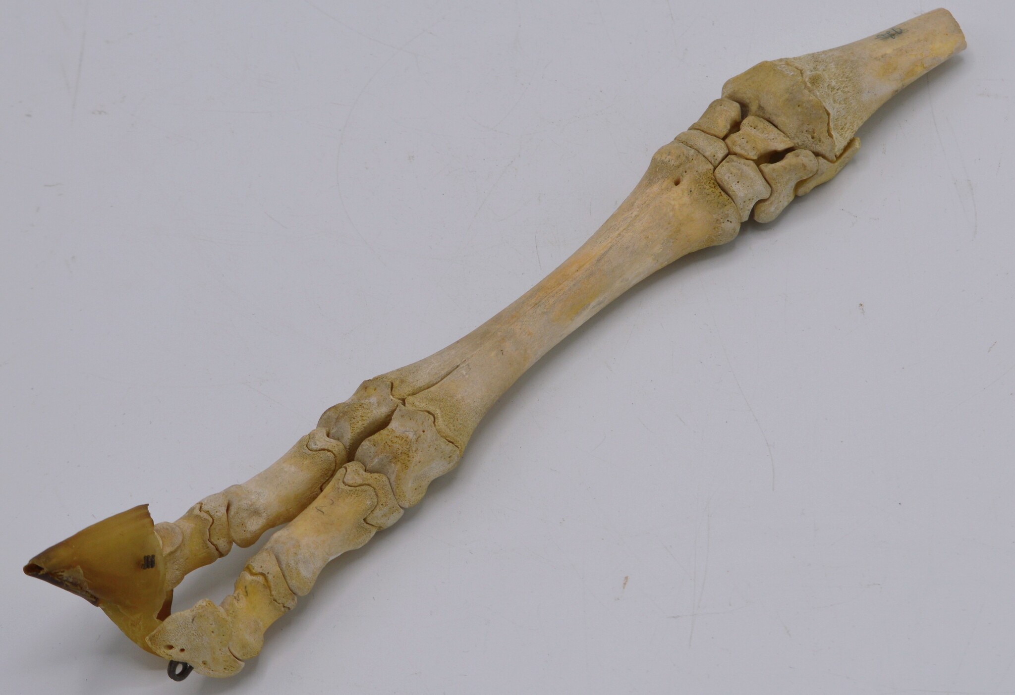Deer leg assemble vintage - Nature Deco