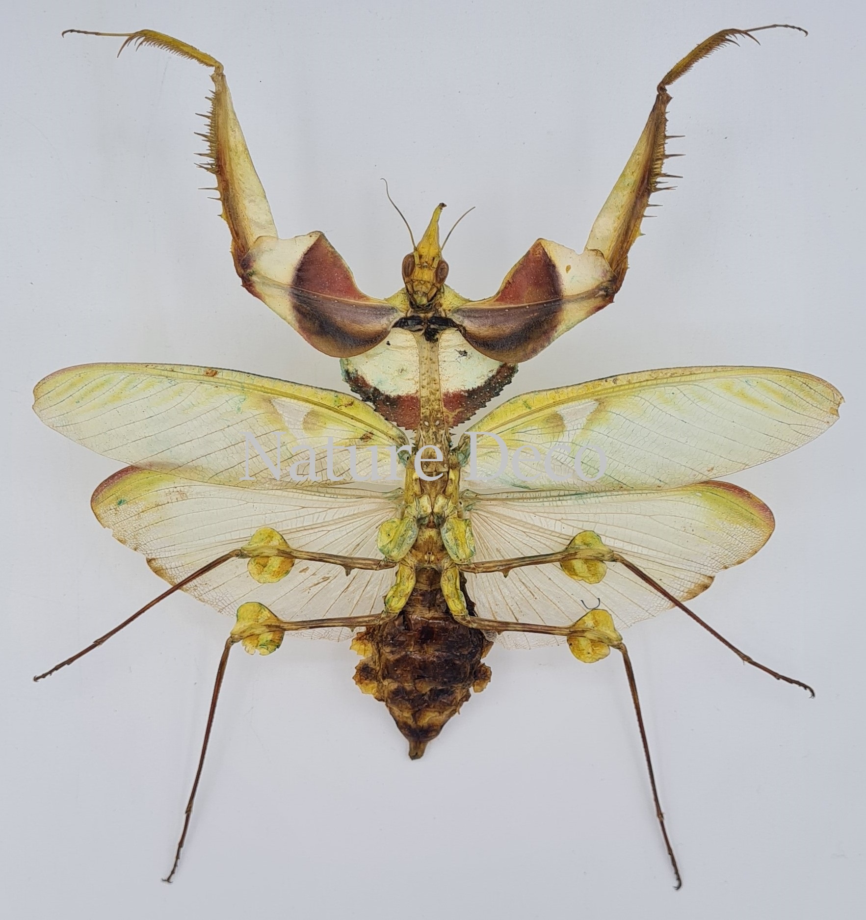 Ongeprepareerde Idolomantis diabolica (duivels bidsprinkhaan) - Nature Deco