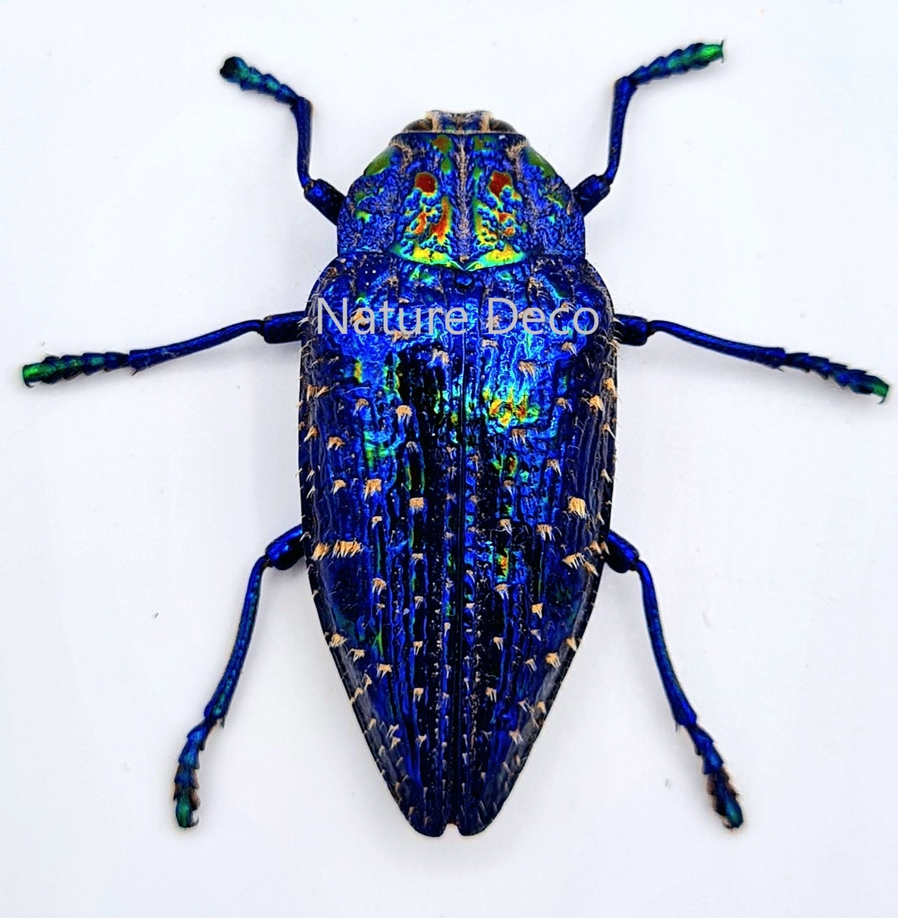 Ongeprepareerde Polybothris Sumptuosa Gemma blauw - Nature Deco