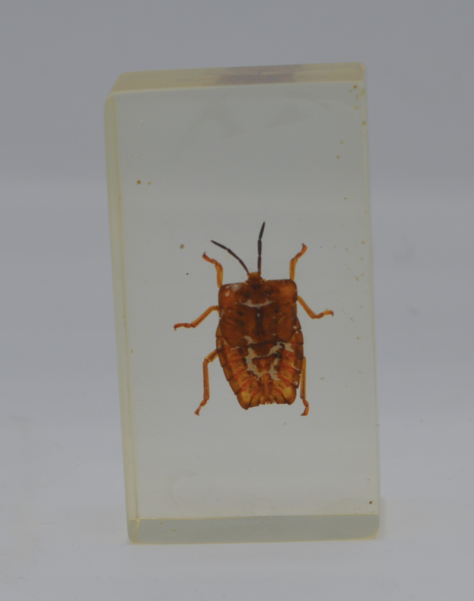 Insect in resin #35 7 x 4cm - Nature Deco