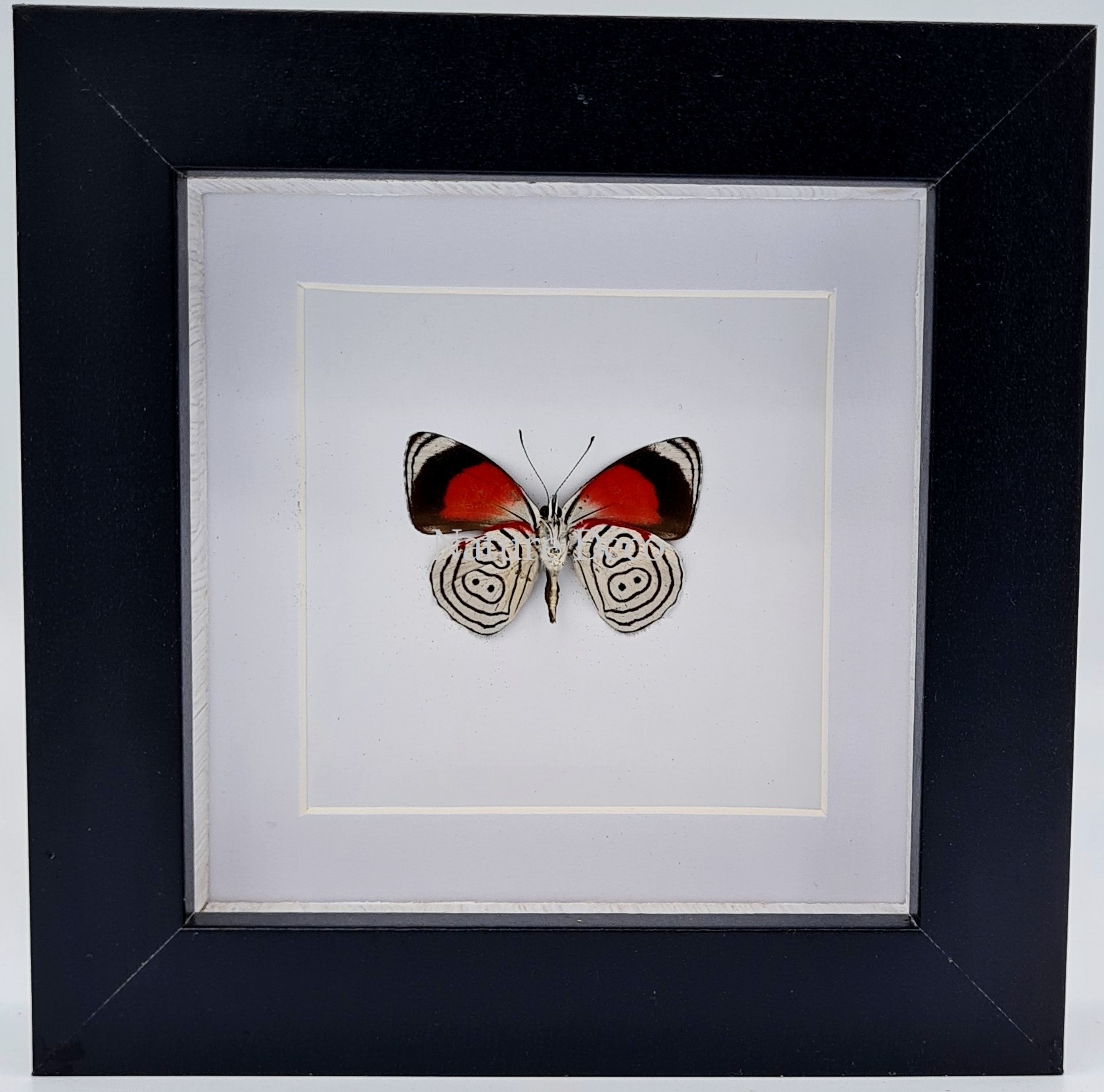 Diaethria Clymena (Cramer's 88) in luxe 3D lijst - Nature Deco